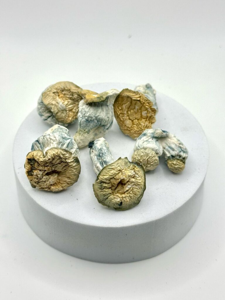 Buy Penis Envy Magic Mushrooms Psilly Shrooms Anne Arbor